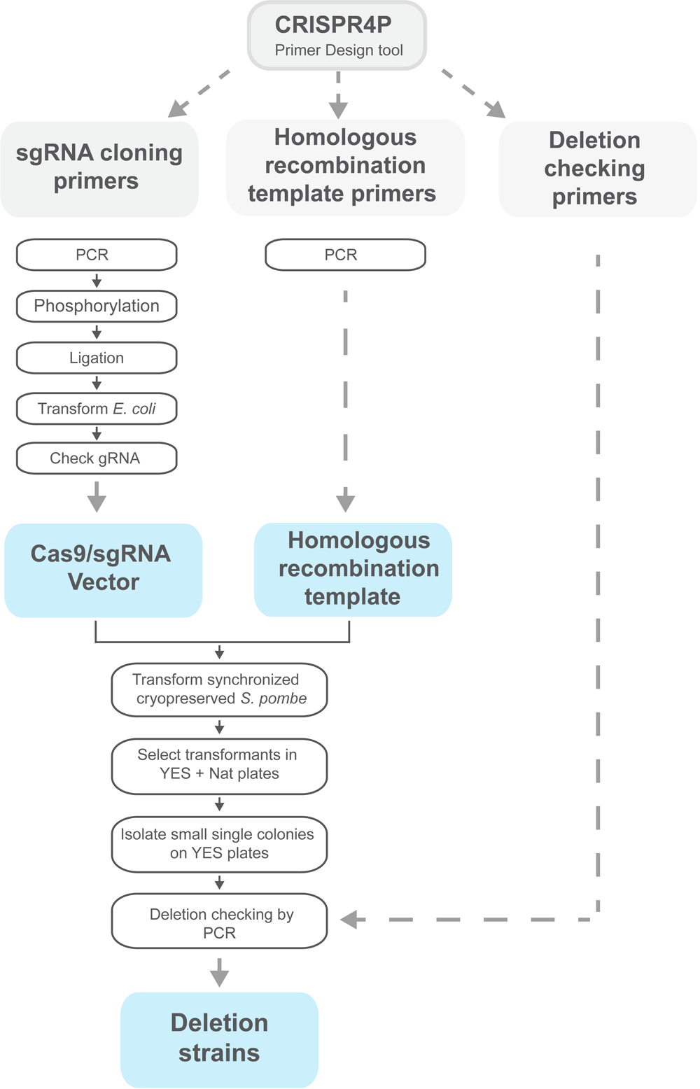A CRISPR/Cas9-based method and primer... | Wellcome Open Research