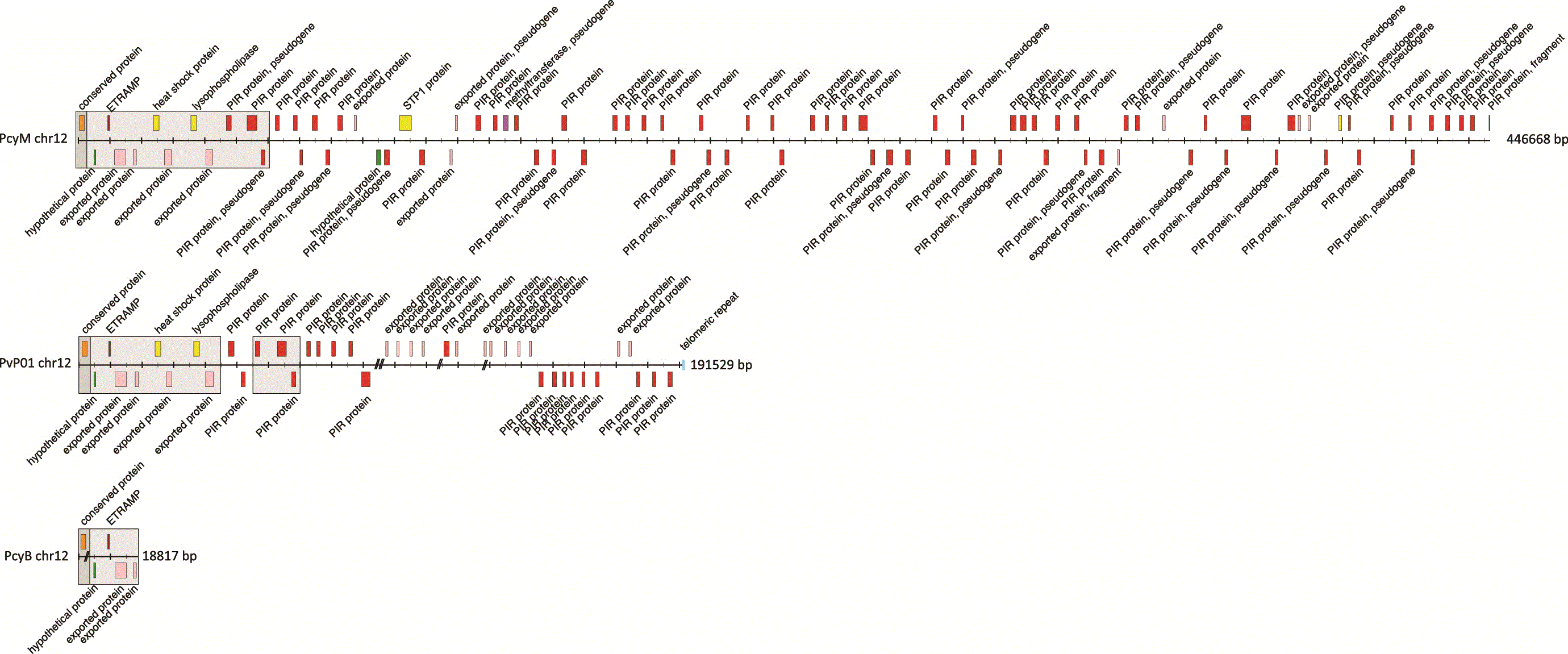 An improved Plasmodium cynomolgi genome... | Wellcome Open Research