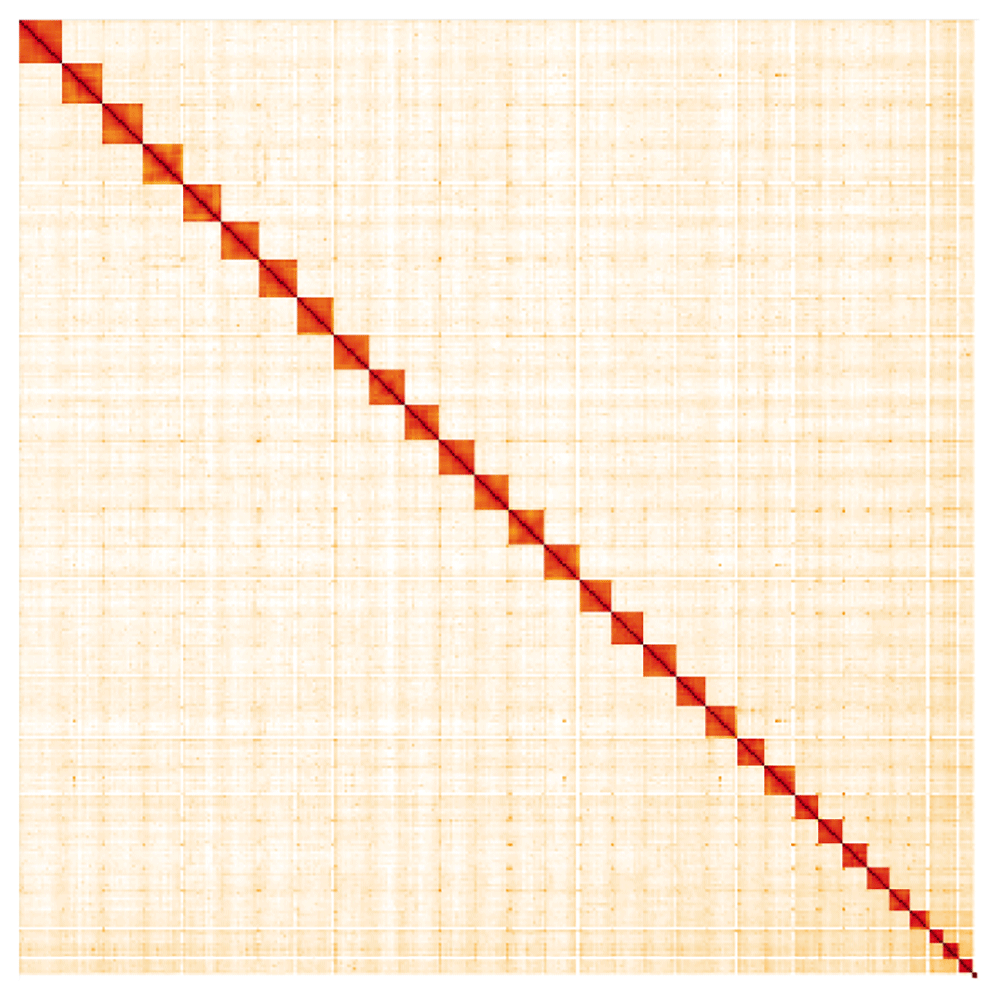 The genome sequence of the brimstone moth,... | Wellcome Open Research