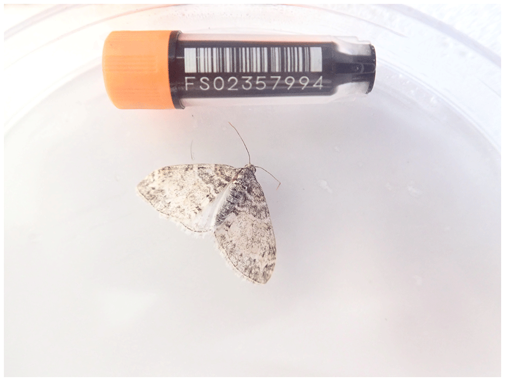 The genome sequence of the Seraphim,... | Wellcome Open Research
