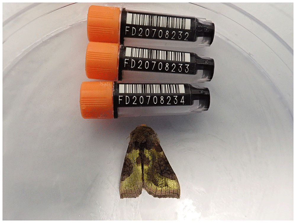 The genome sequence of the Burnished... | Wellcome Open Research