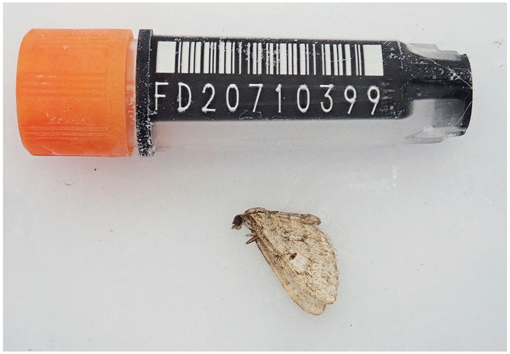 The genome sequence of the Oak-tree Pug,... | Wellcome Open Research