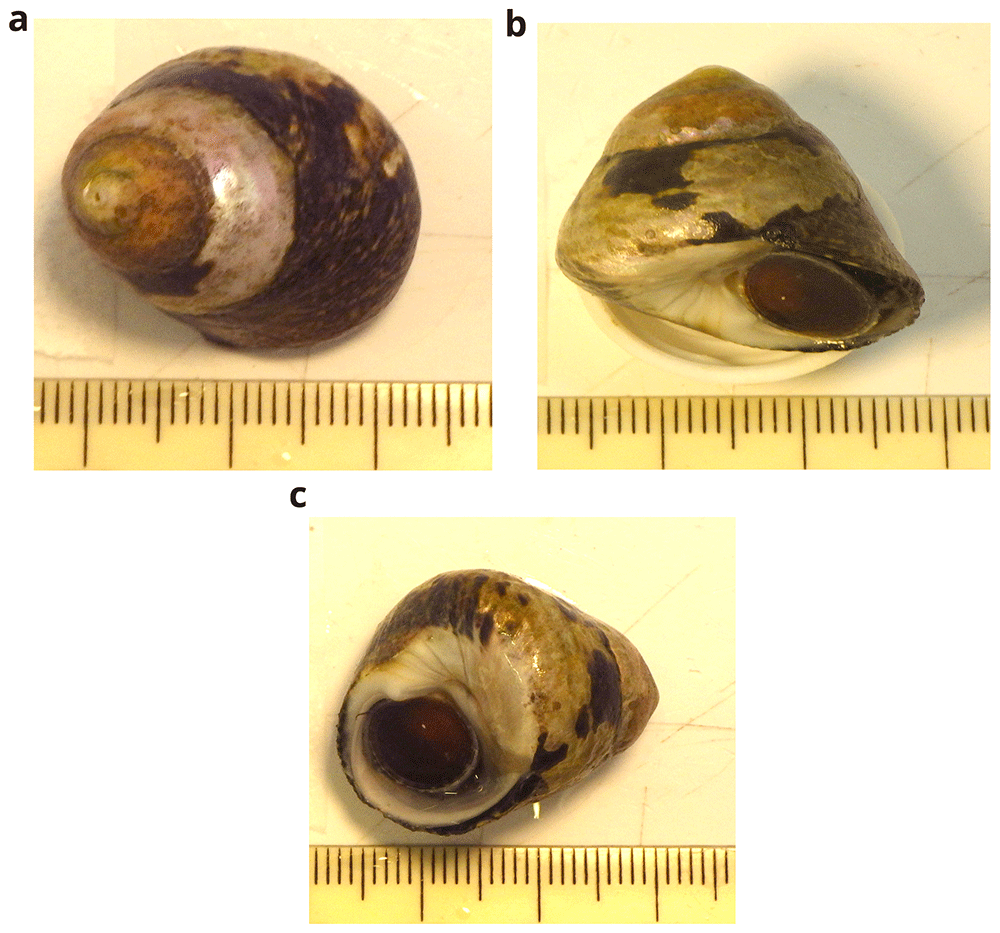 Genome sequence for the thick topshell,... | Wellcome Open Research