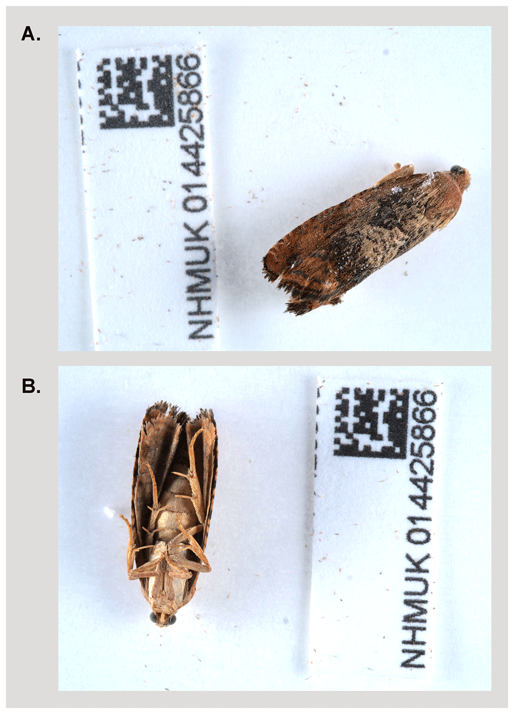 The genome sequence of the Rusty Oak Moth,... | Wellcome Open Research