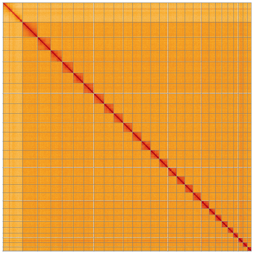 The genome sequence of the Rusty Oak Moth,... | Wellcome Open Research