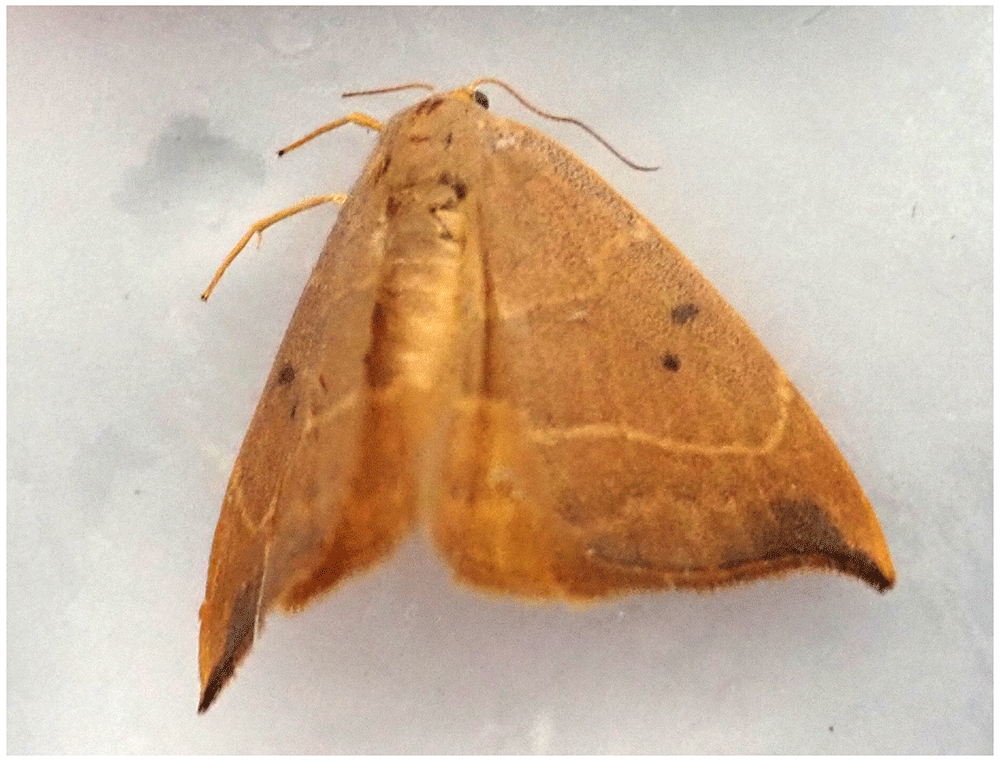 The genome sequence of the Oak Hook-tip,... | Wellcome Open Research