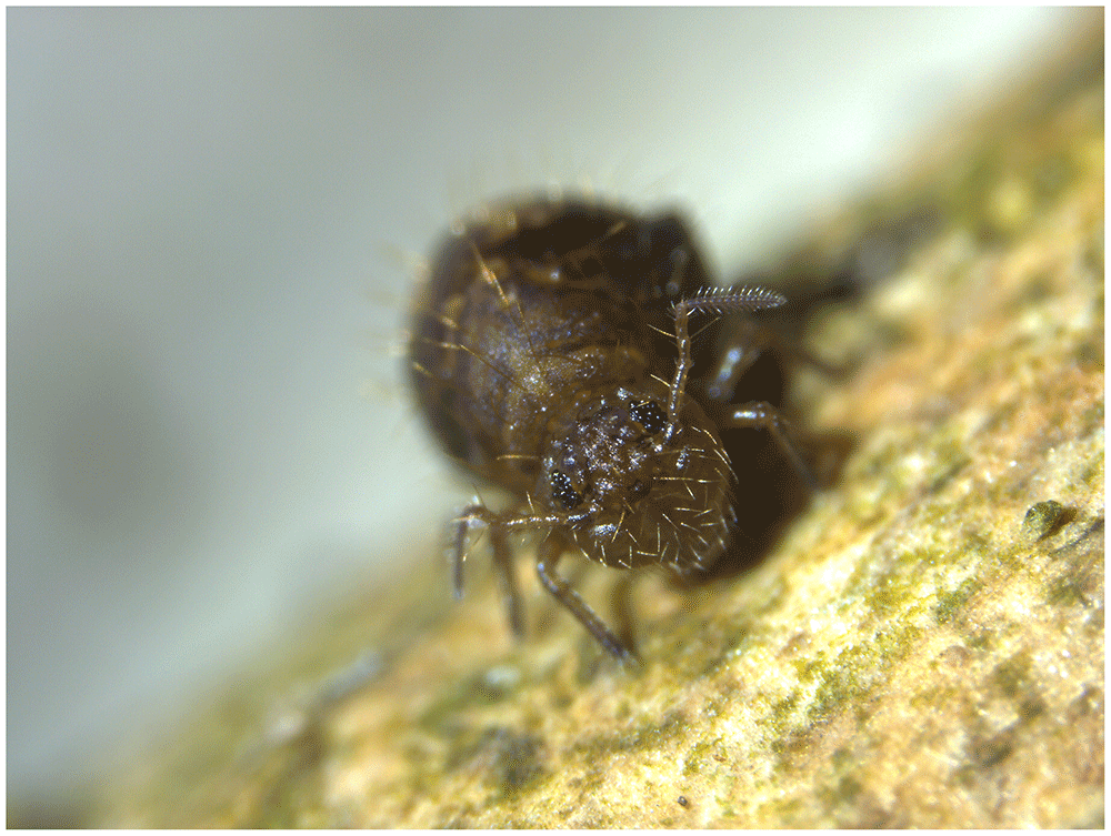 The genome sequence of the springtail... | Wellcome Open Research