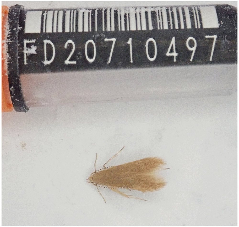 The genome sequence of the Tipped Oak... | Wellcome Open Research