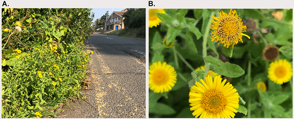 The genome sequence of common fleabane,... | Wellcome Open Research