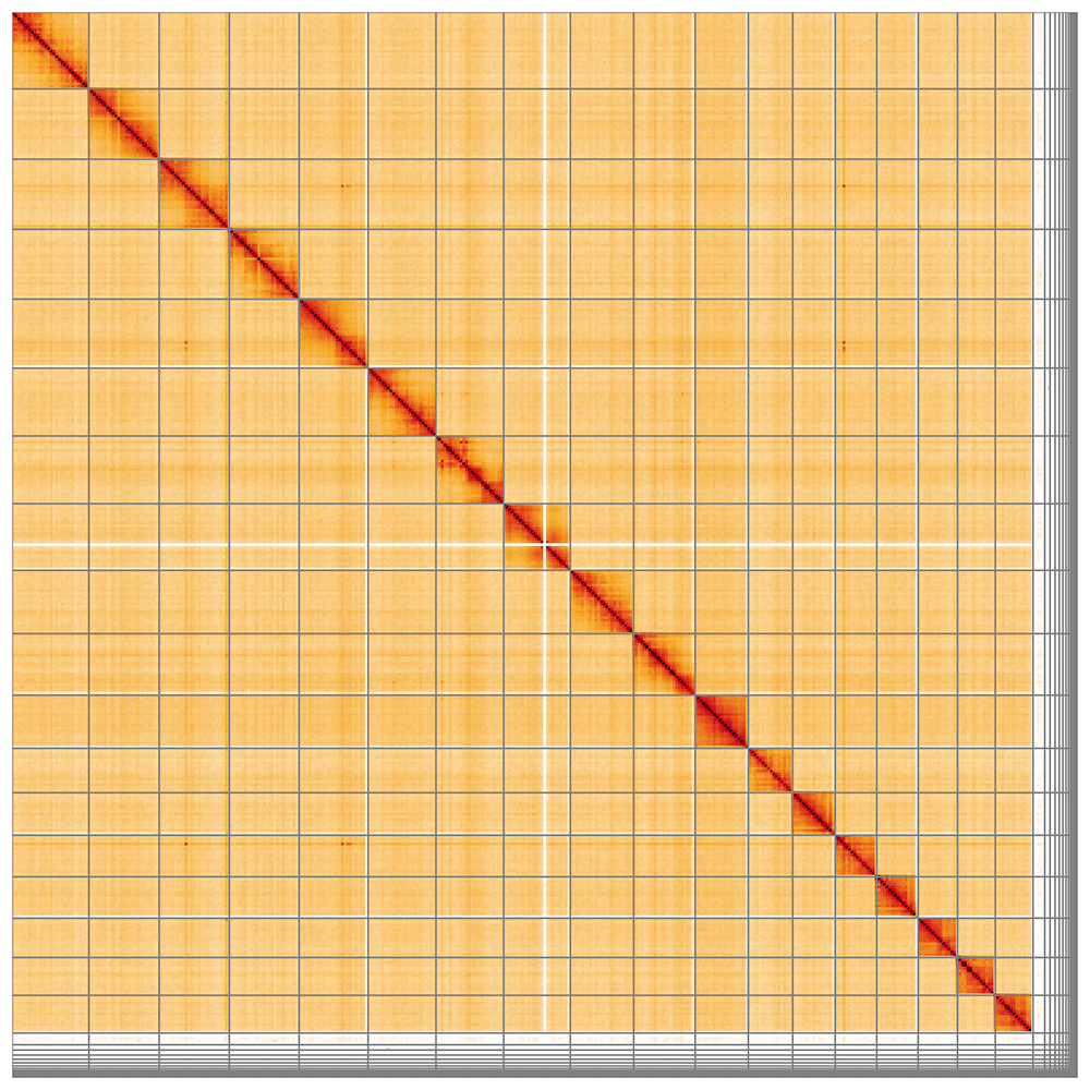 The genome sequence of the Grey Pine... | Wellcome Open Research