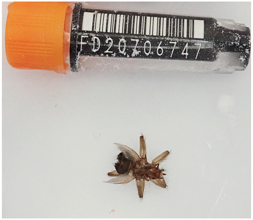The genome sequence of the Swift Louse Fly... | Wellcome Open Research