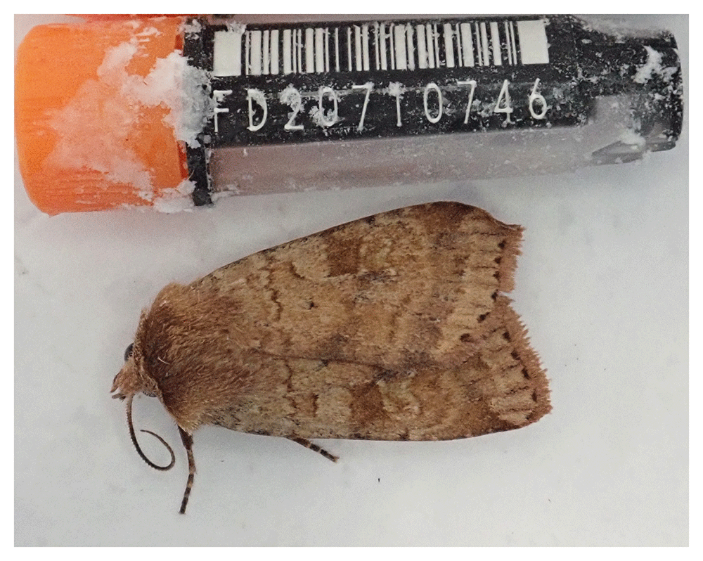 The genome sequence of the Ingrailed Clay,... | Wellcome Open Research