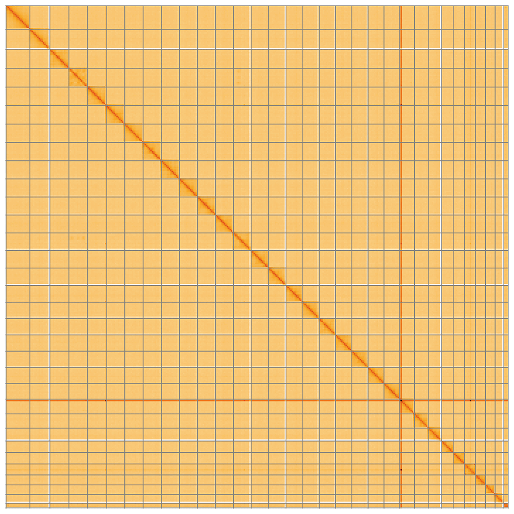 The genome sequence of the Ingrailed Clay,... | Wellcome Open Research