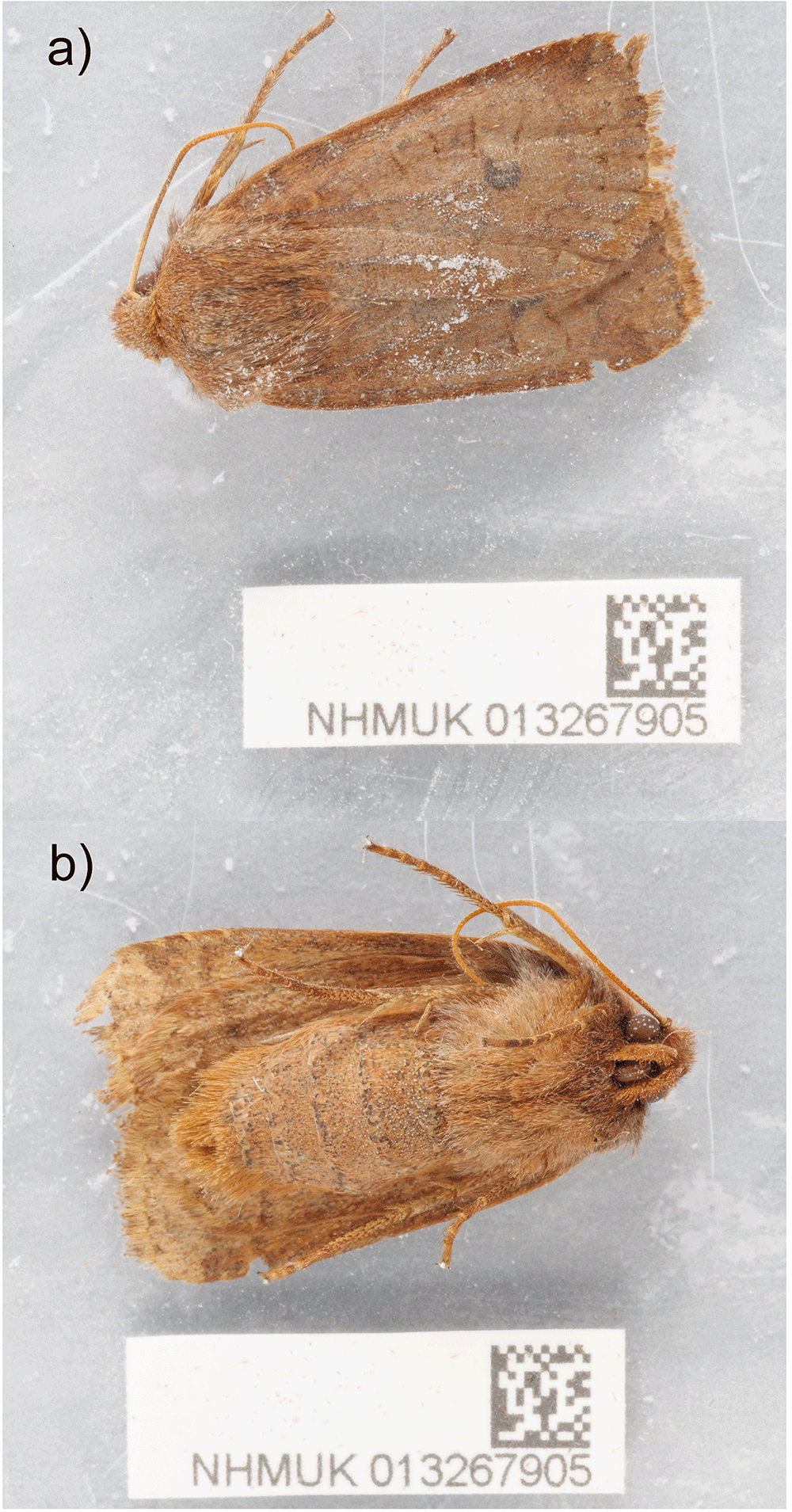 The genome sequence of the Chestnut,... | Wellcome Open Research