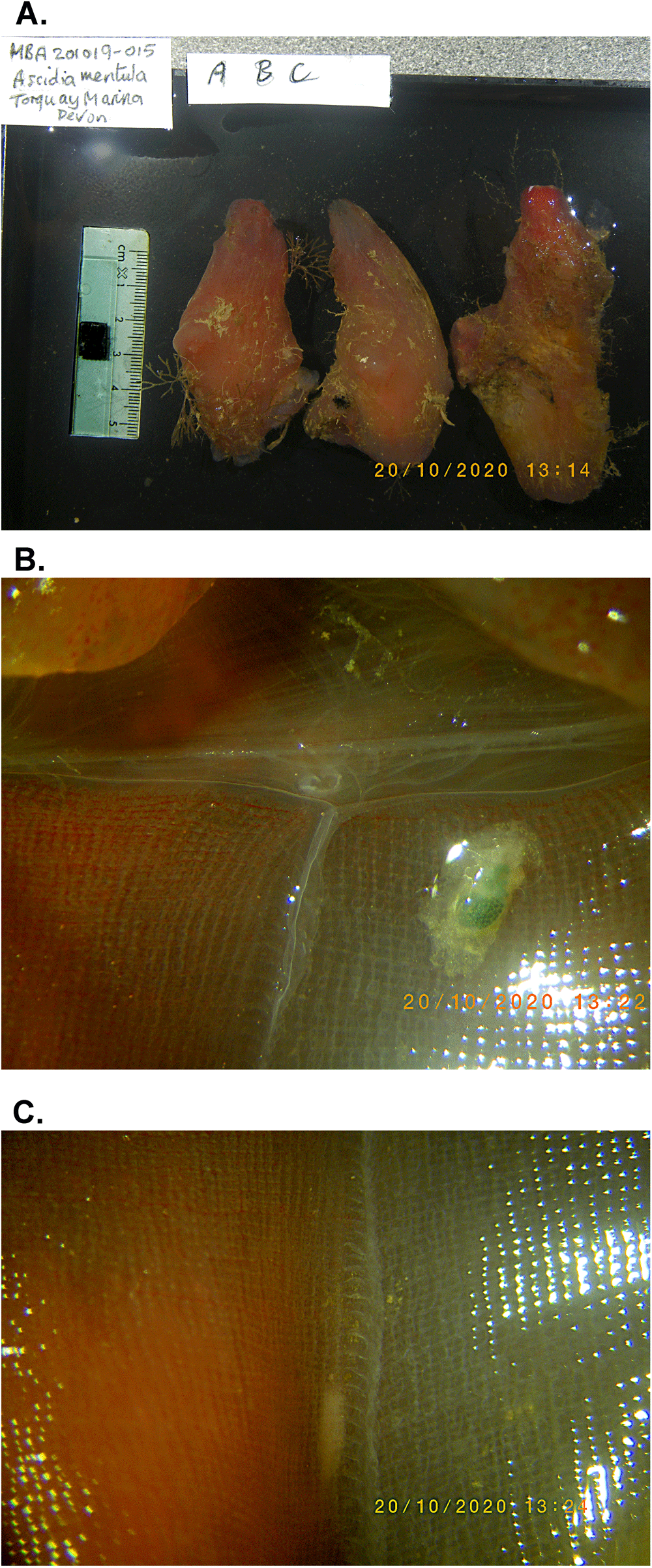 The genome sequence of a solitary sea... | Wellcome Open Research