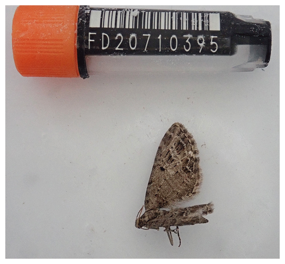 The genome sequence of the Mottled Pug,... | Wellcome Open Research