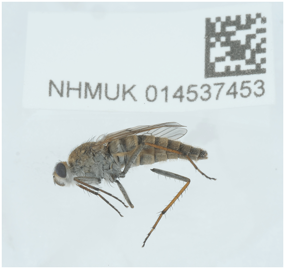 The genome sequence of a stiletto fly,... | Wellcome Open Research