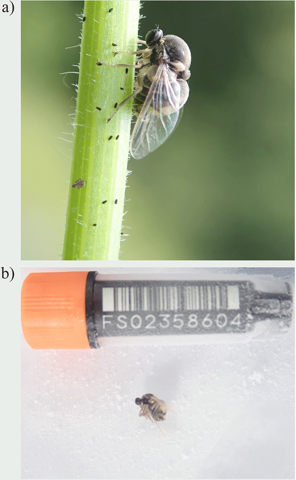 The genome sequence of the Top-horned... | Wellcome Open Research