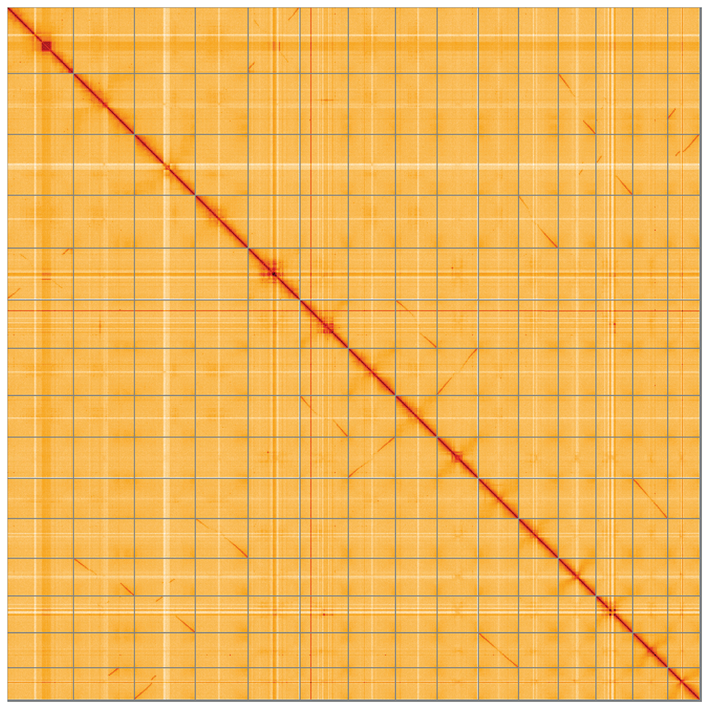 The genome sequence of lesser trefoil or... | Wellcome Open Research