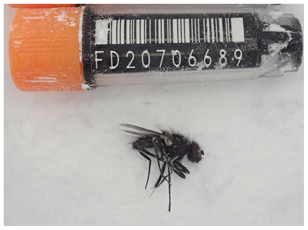 The genome sequence of a muscid fly,... | Wellcome Open Research