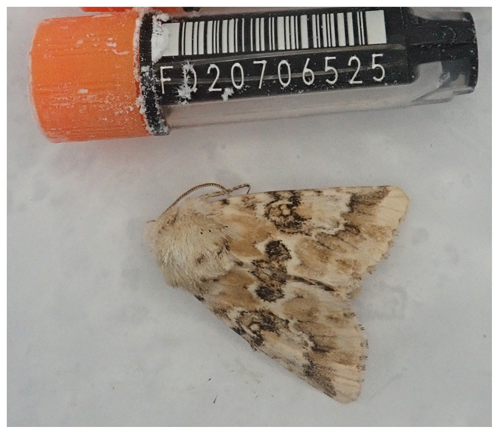 The genome sequence of the Dusky Sallow,... | Wellcome Open Research