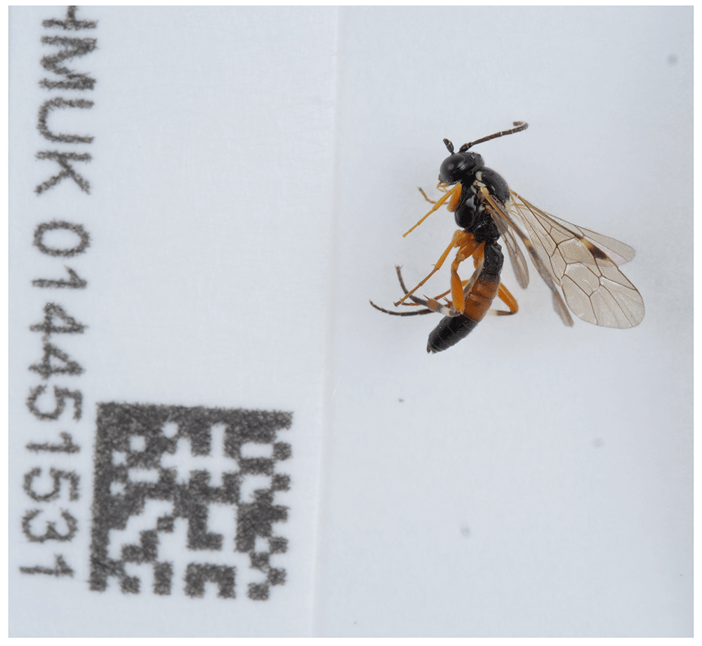 The genome sequence of an ichneumonid... | Wellcome Open Research