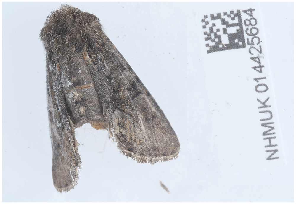 The genome sequence of the Marbled Minor... | Wellcome Open Research