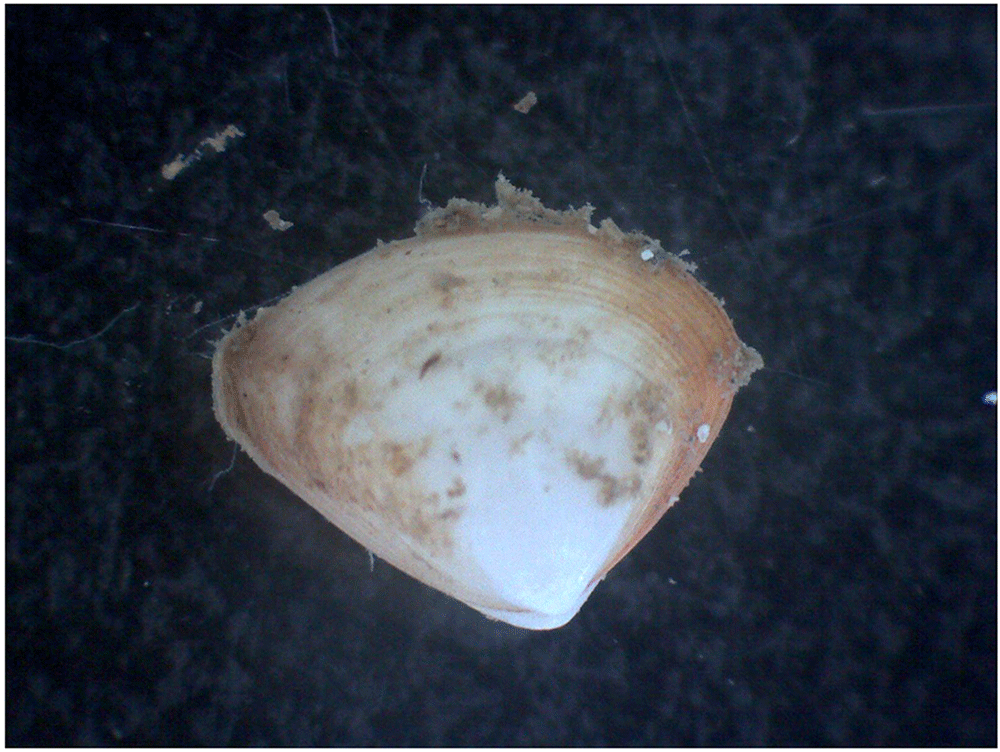 The genome sequence of the cut surfclam,... | Wellcome Open Research