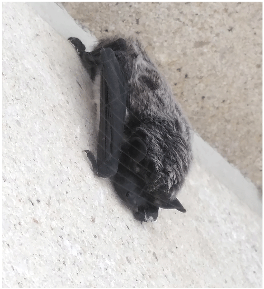 The genome sequence of the particolored... | Wellcome Open Research