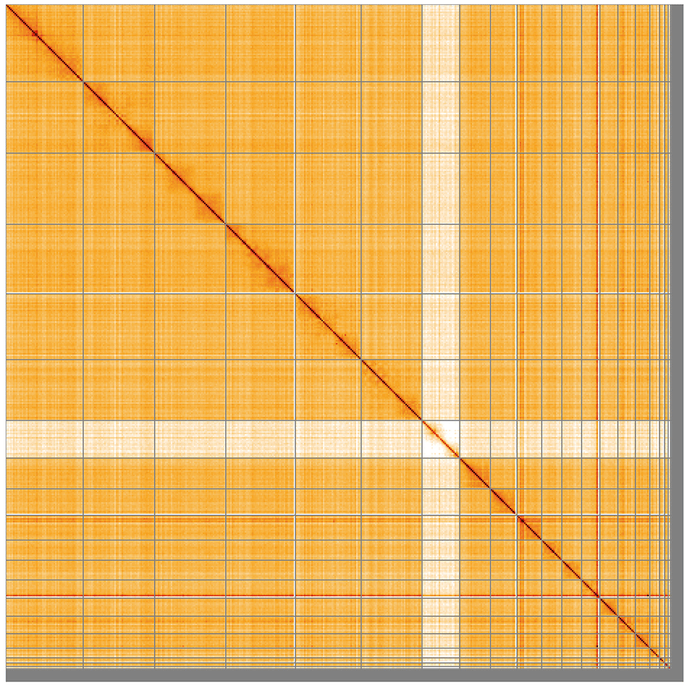 The genome sequence of the particolored... | Wellcome Open Research