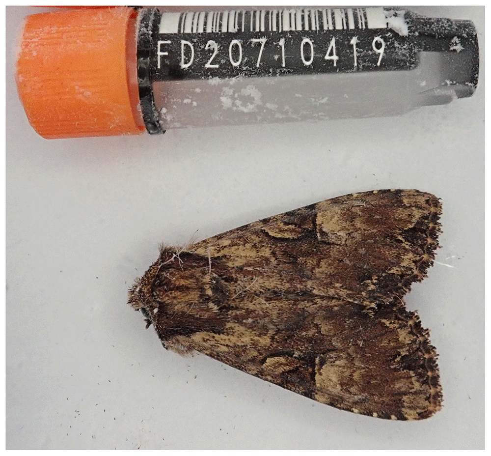 The genome sequence of the Clouded Brindle... | Wellcome Open Research