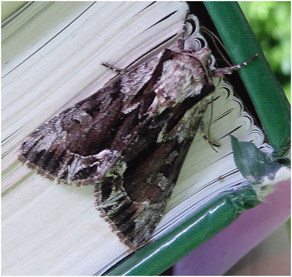 The genome sequence of the Saxon moth,... | Wellcome Open Research