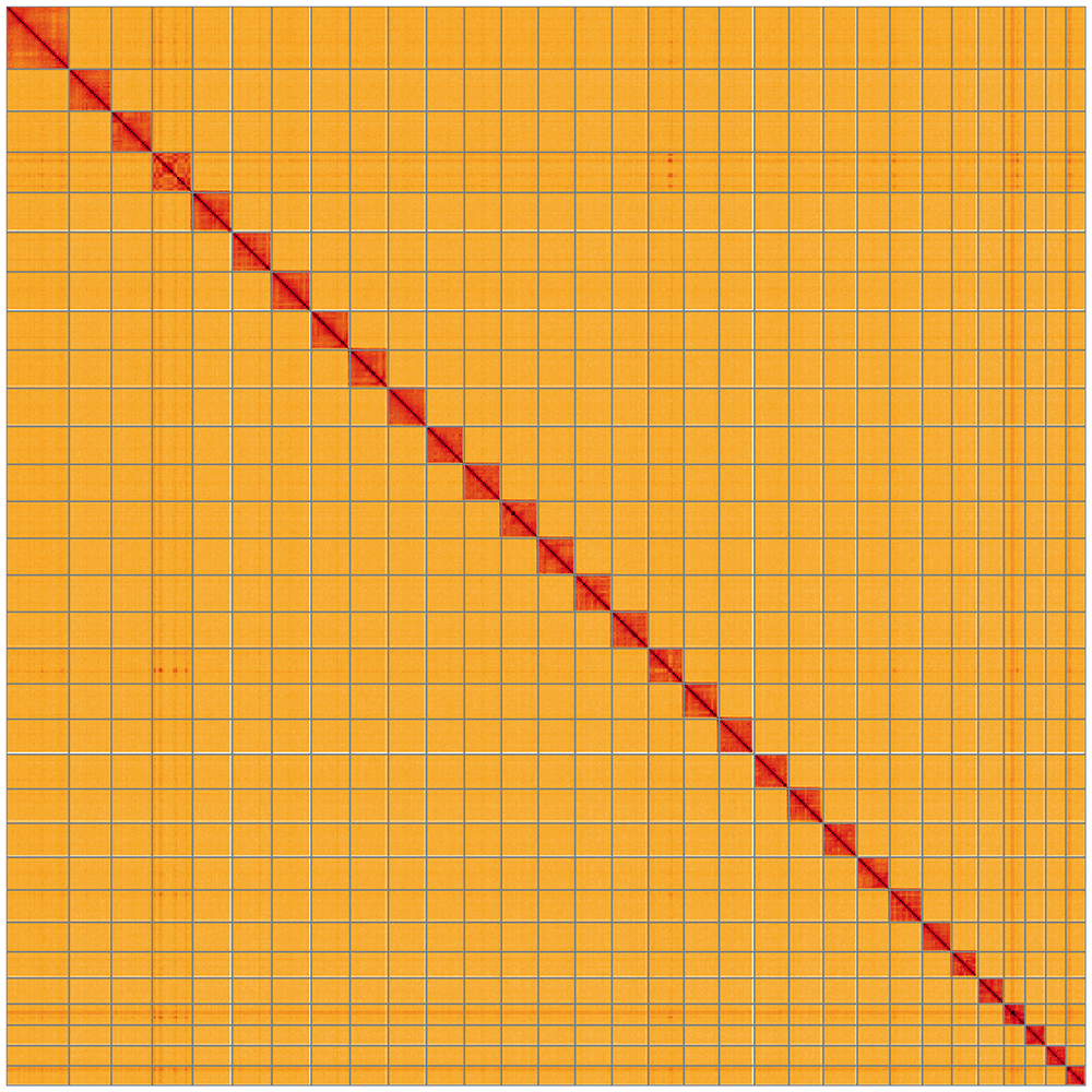 The genome sequence of the Saxon moth,... | Wellcome Open Research