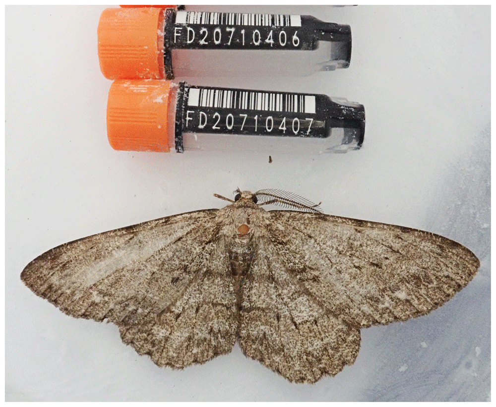 The genome sequence of the Pale Oak... | Wellcome Open Research