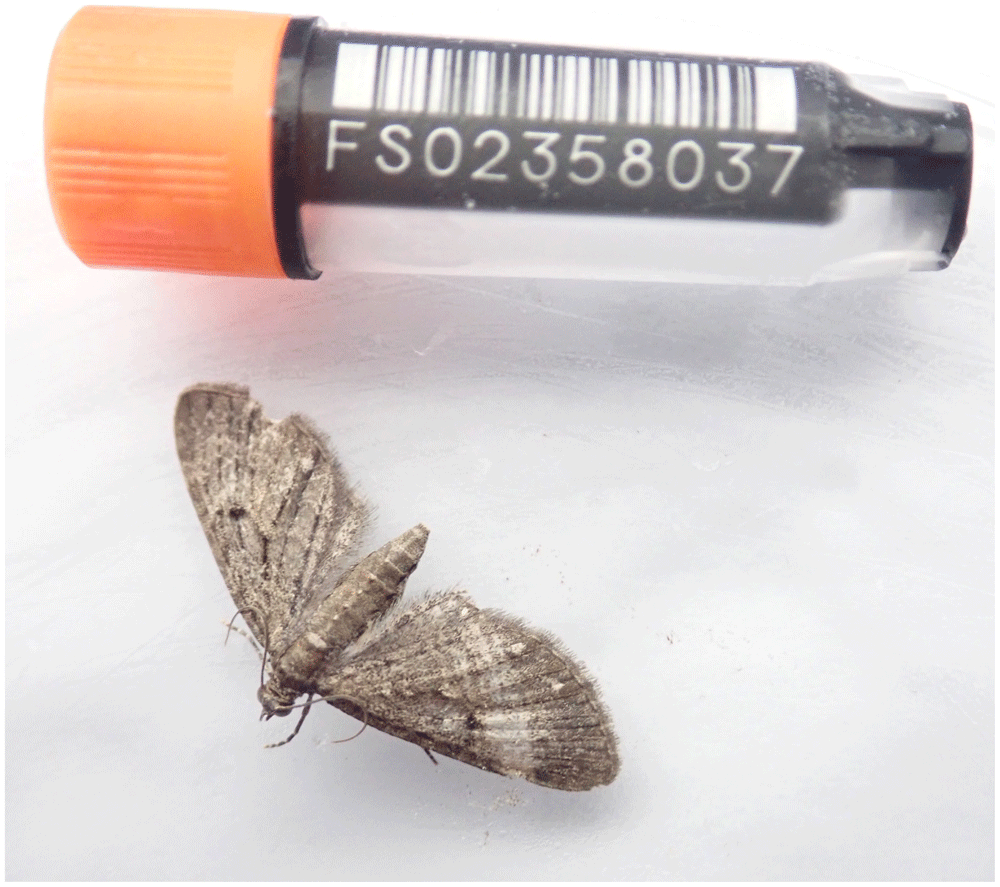 The genome sequence of the White-spotted... | Wellcome Open Research