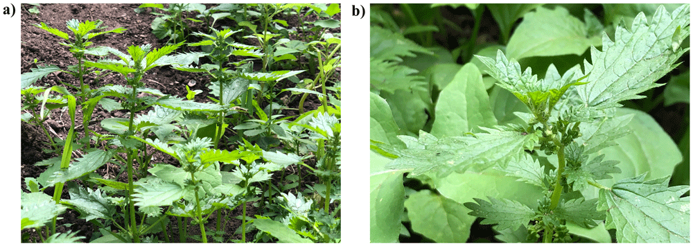 Stinging Nettle Gif