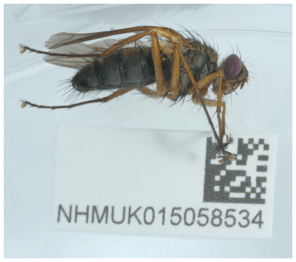 The genome sequence of a tachinid fly,... | Wellcome Open Research