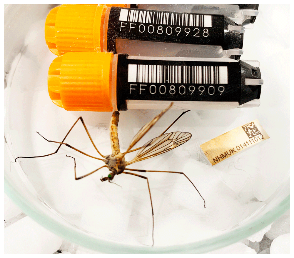 The genome sequence of a cranefly Tipula... | Wellcome Open Research