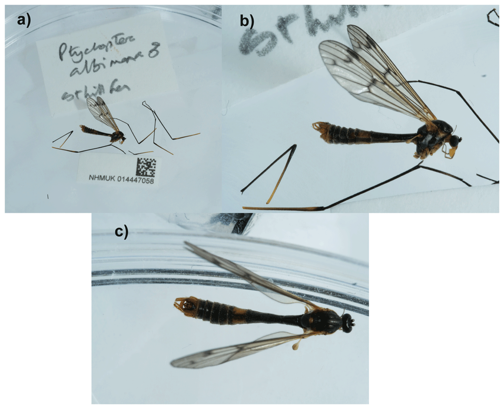 The genome sequence of a fold-wing... | Wellcome Open Research