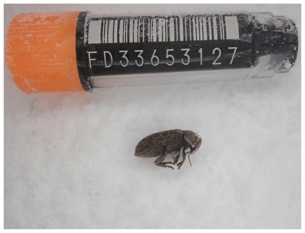 The genome sequence of the Deathwatch... | Wellcome Open Research