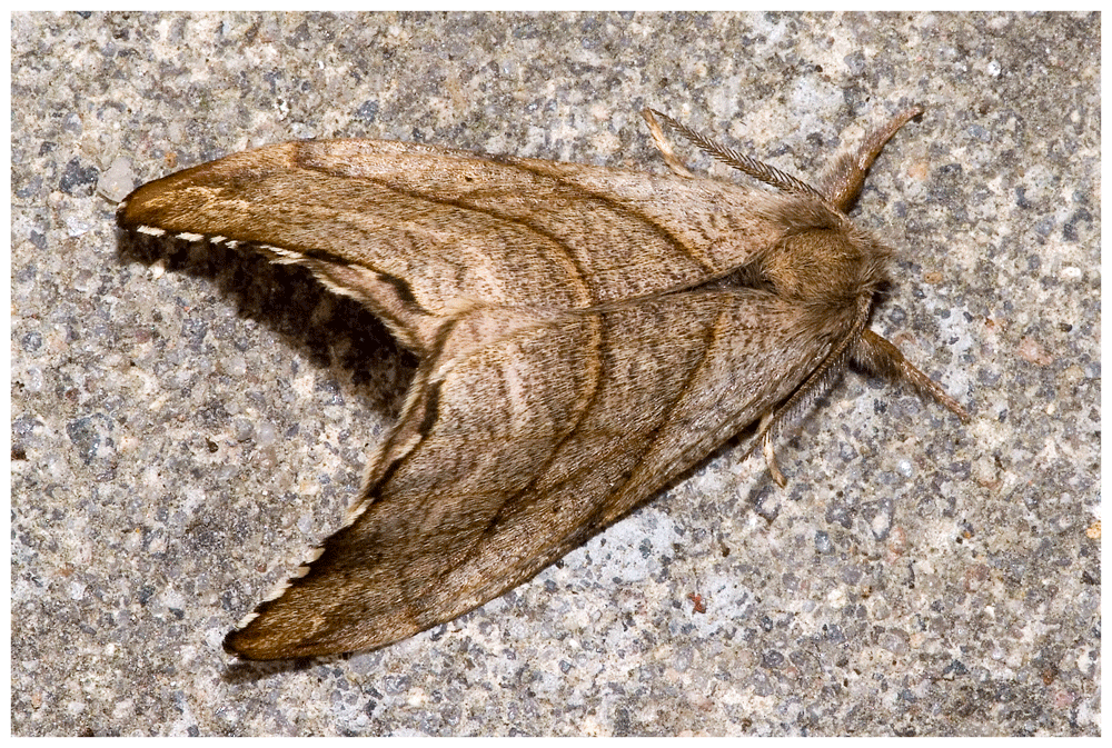 The genome sequence of the Scalloped... | Wellcome Open Research