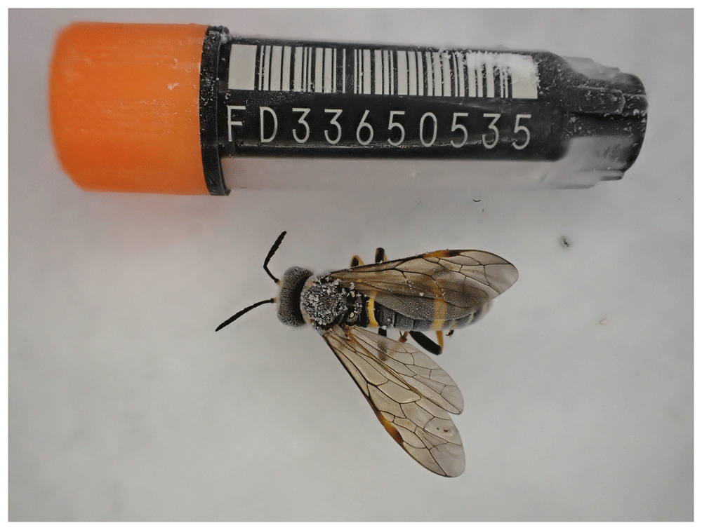 The genome sequence of Tenthredo amoena... | Wellcome Open Research