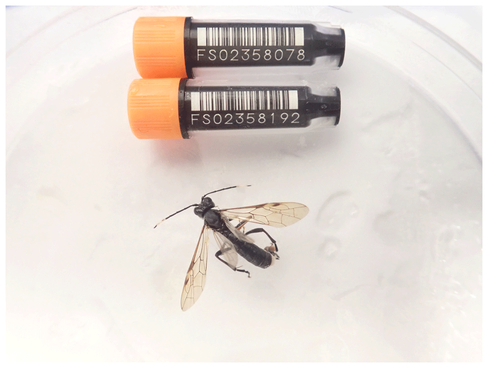 The genome sequence of Tenthredo livida... | Wellcome Open Research