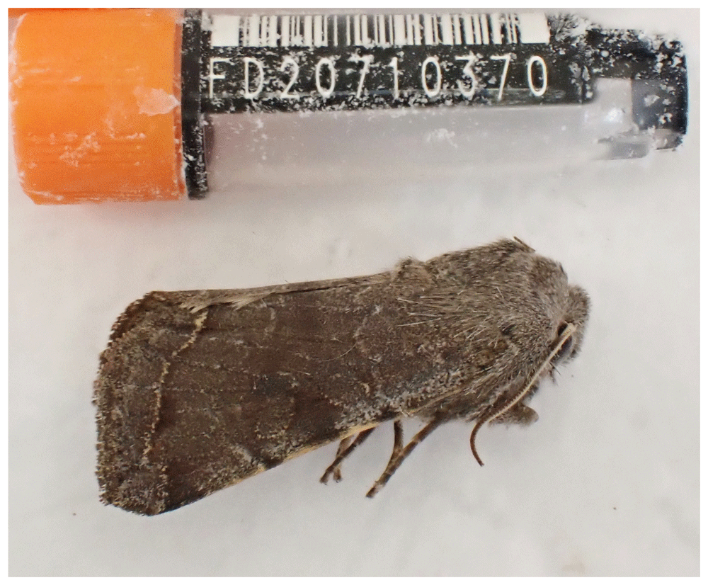 The genome sequence of the Clouded Drab... | Wellcome Open Research
