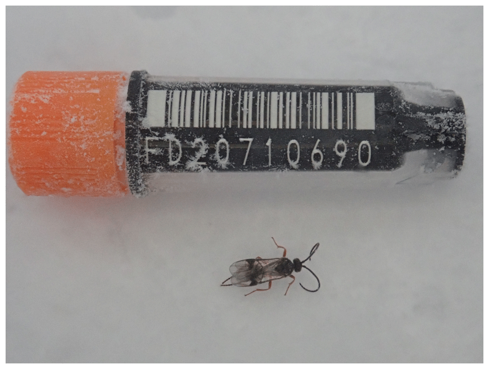 The genome sequence of a braconid wasp,... | Wellcome Open Research