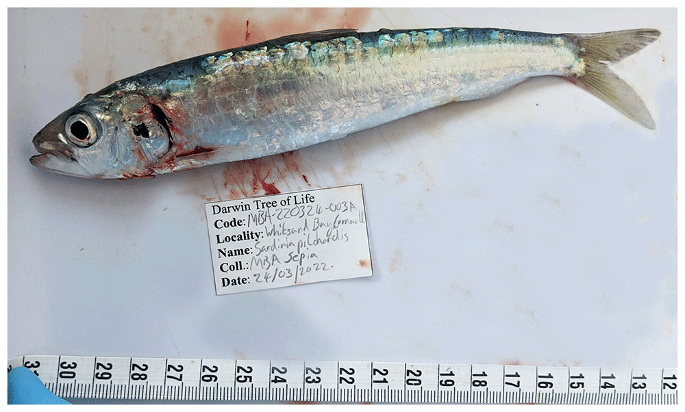 The genome sequence of the sardine,... | Wellcome Open Research