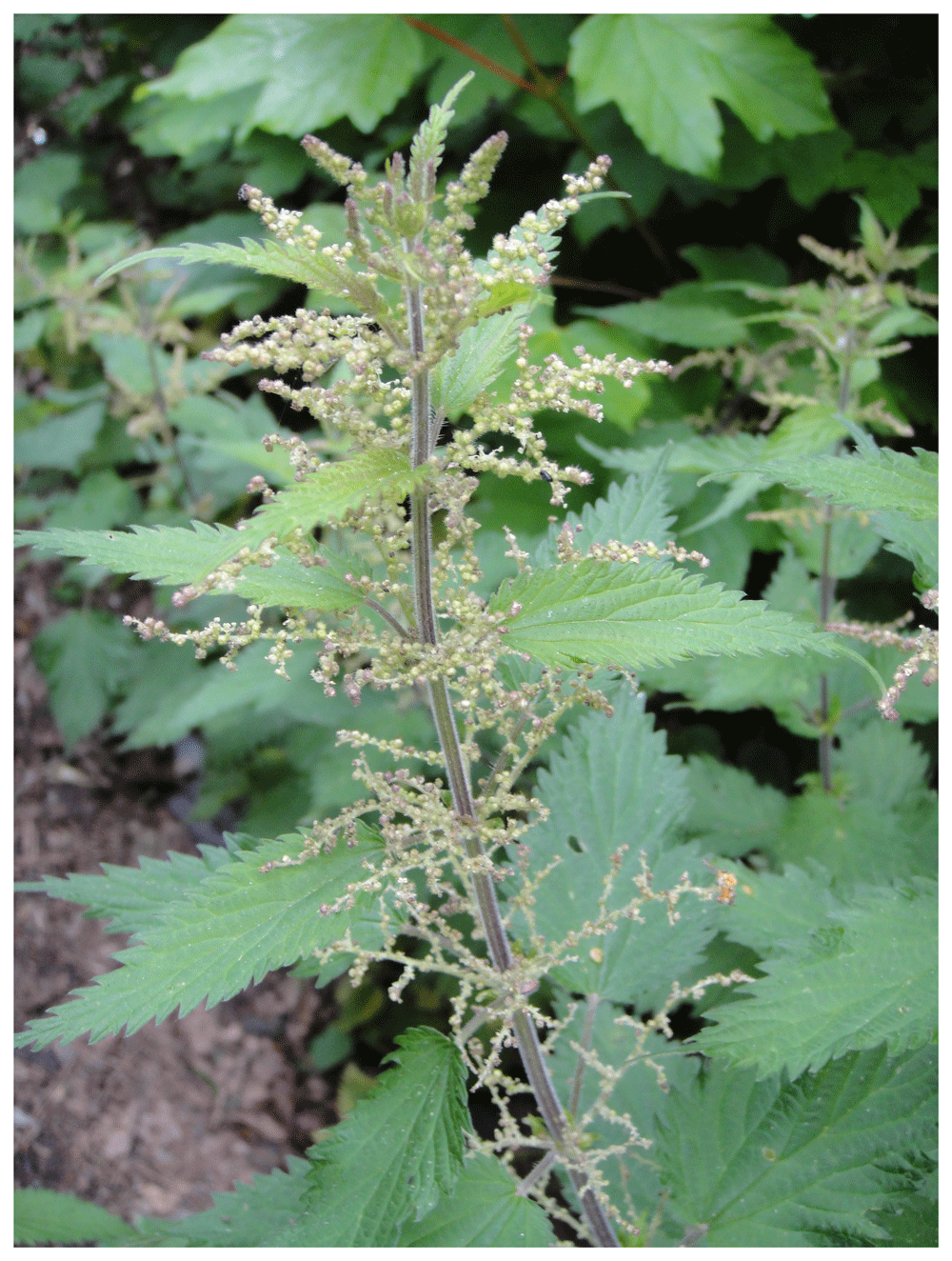 Stinging Nettle Gif