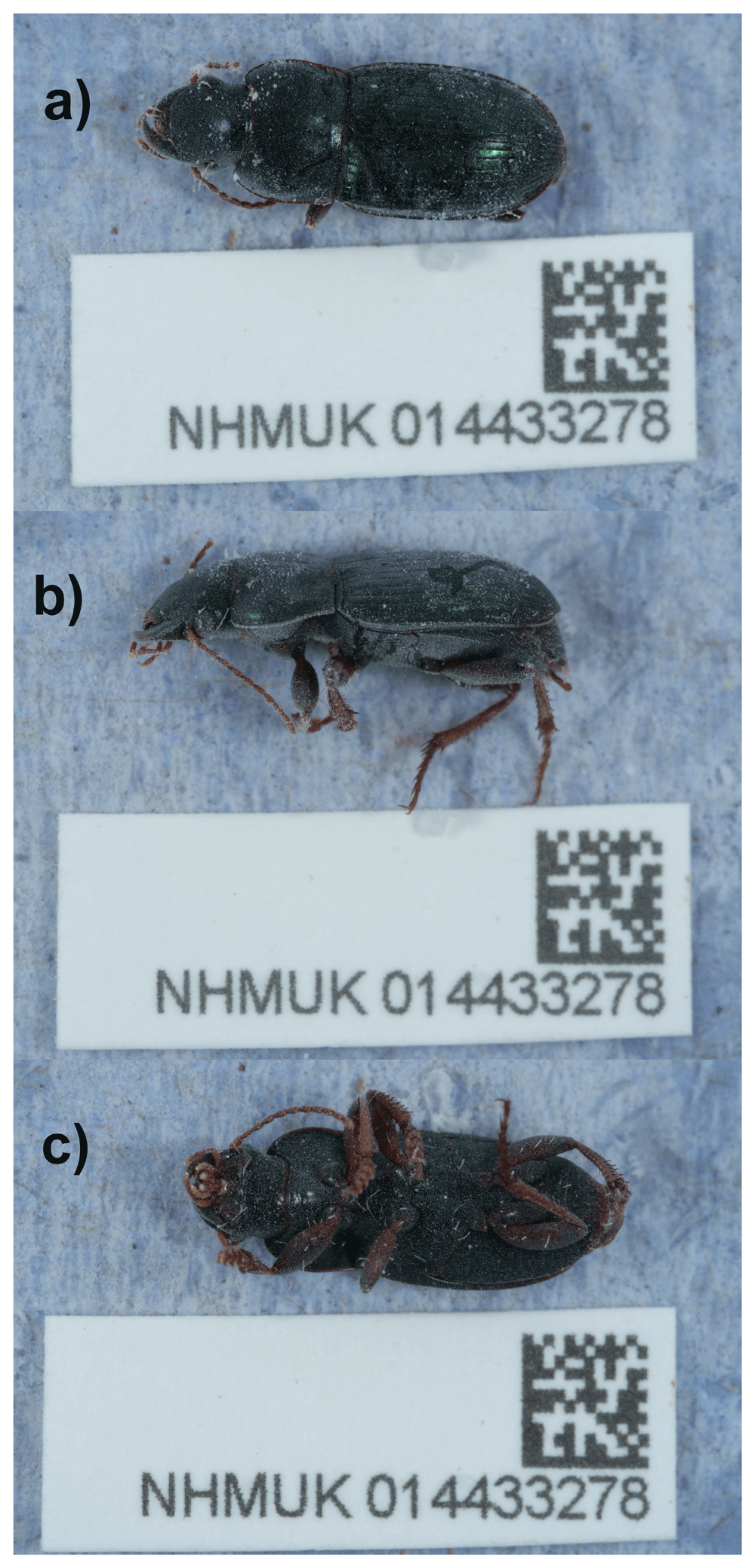 The genome sequence of a Ground Beetle,... | Wellcome Open Research