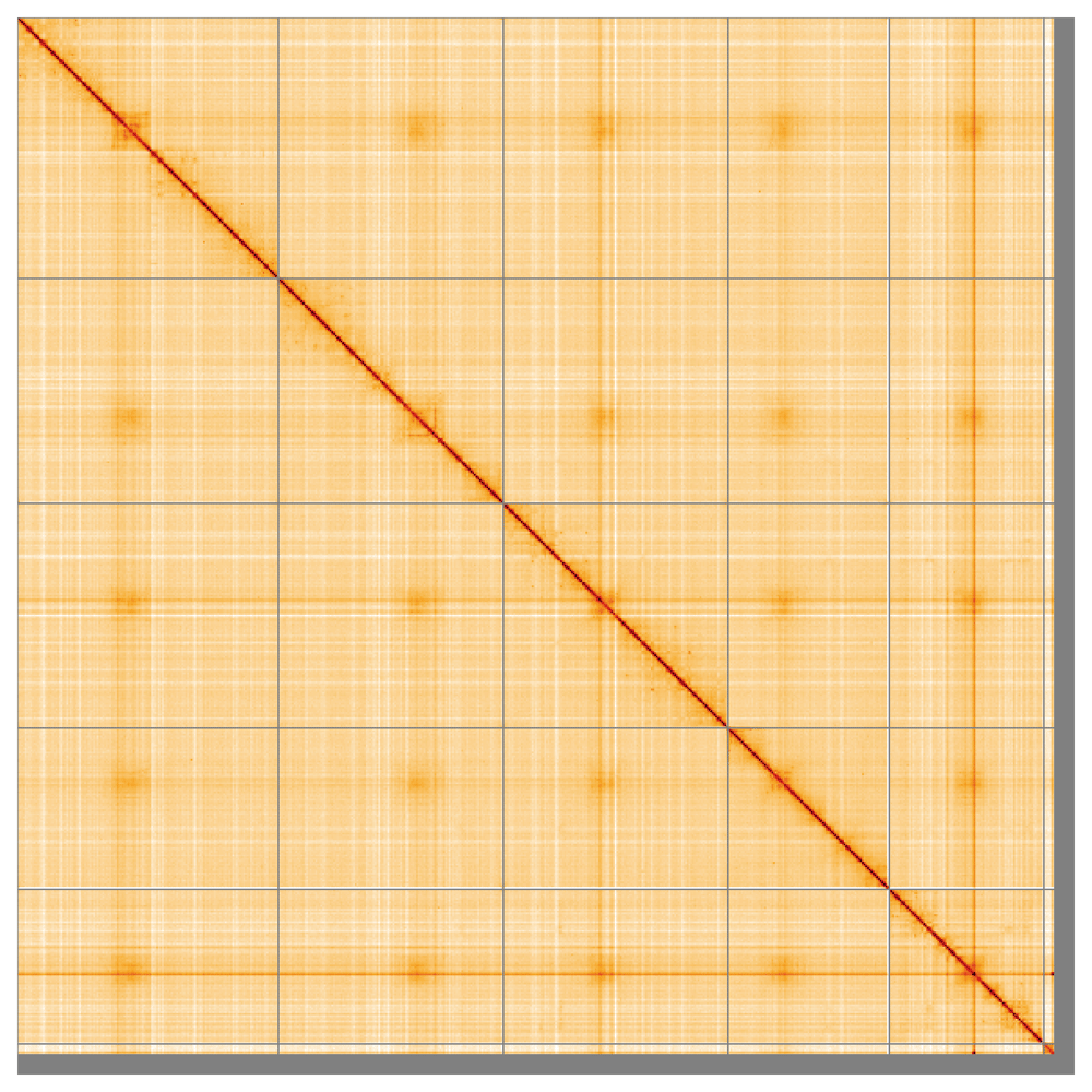 The genome sequence of a tachinid fly,... | Wellcome Open Research