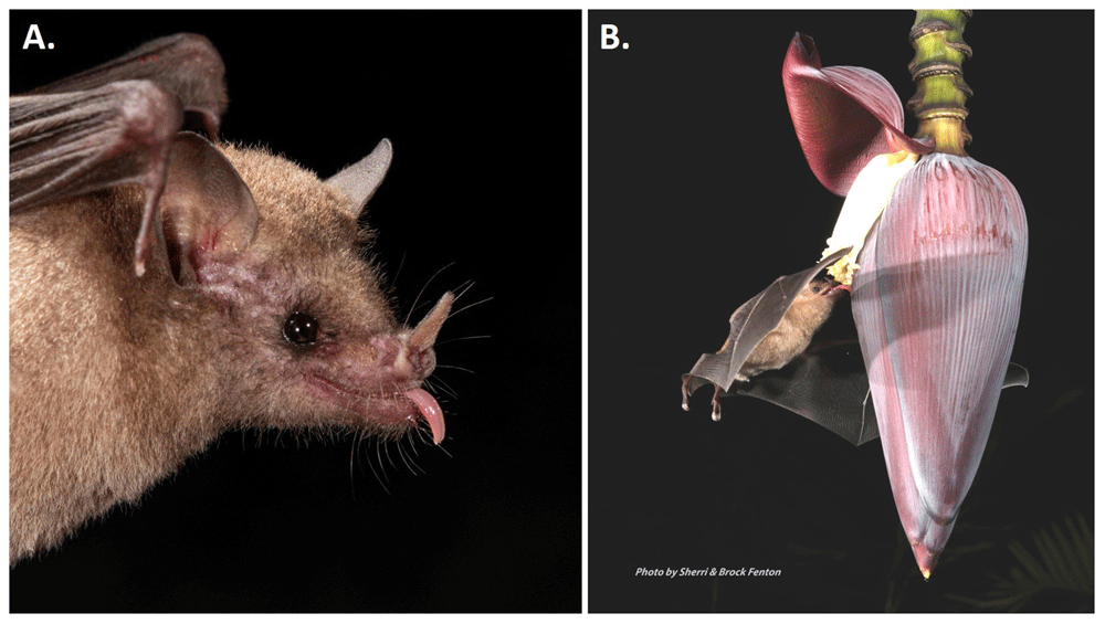 The genome sequence of Glossophaga... | Wellcome Open Research